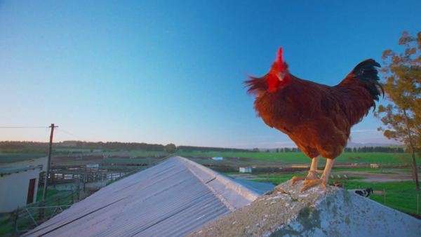 close up red rooster looking around while standing on roof of building ...
