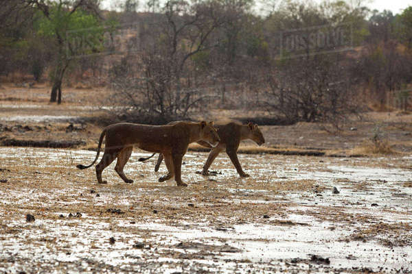 Two lions walking in the rain - Stock Photo - Dissolve