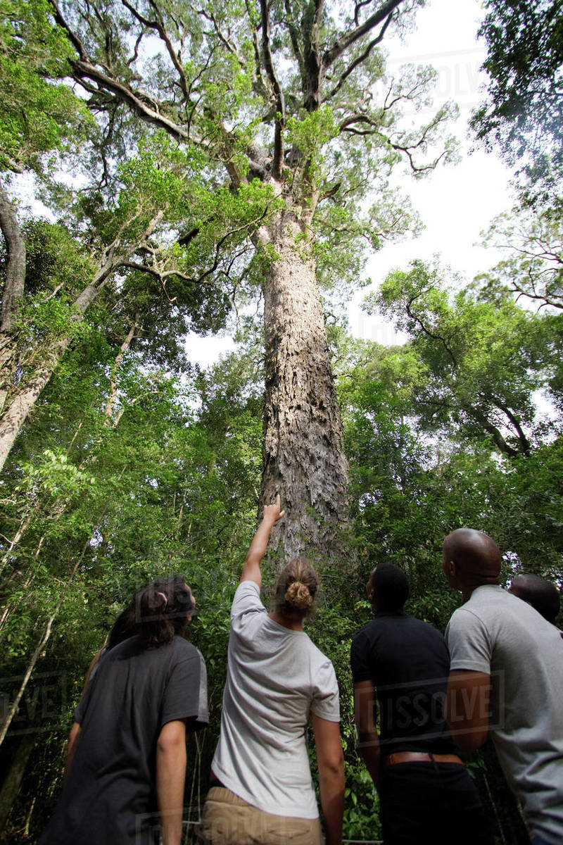 Group staring up at the Big Tree in Tsitsikamma - Royalty-free Stock ...
