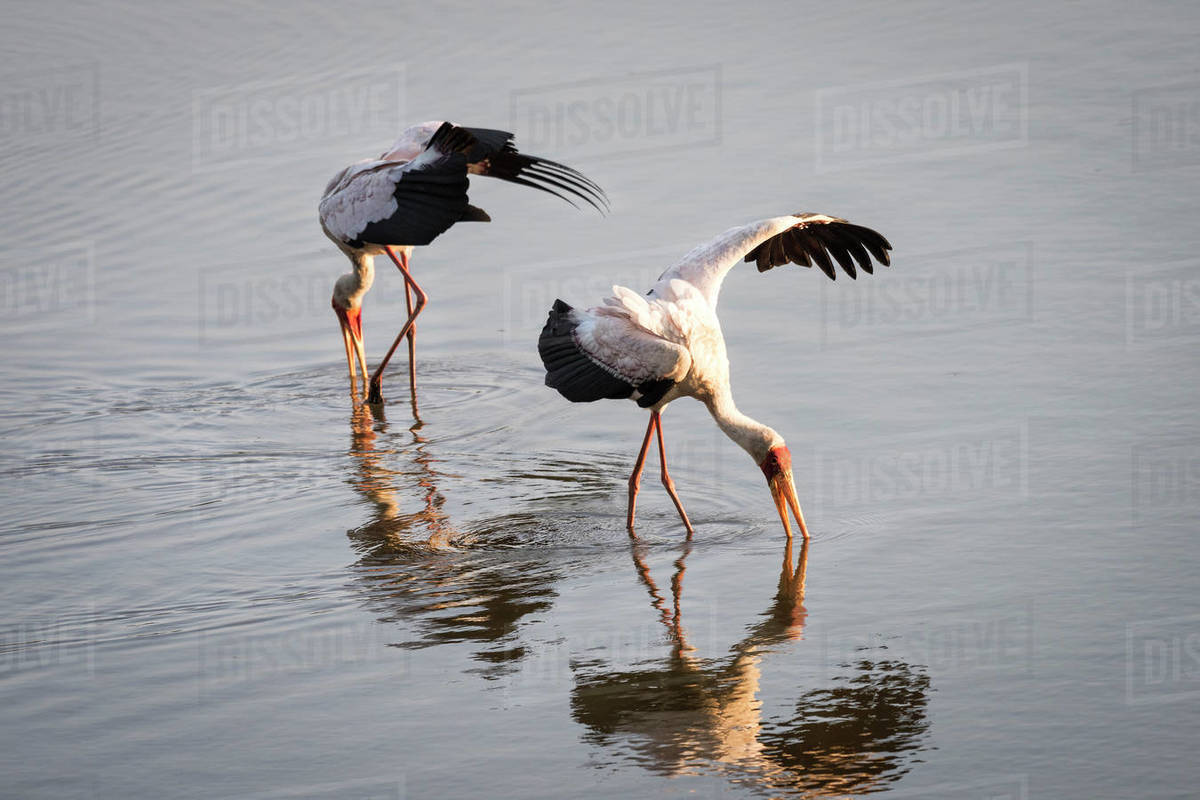 Two yellow-billed storks fishing - Royalty-free Stock Photo | Dissolve