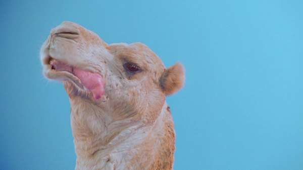 Close of a single hump camel pulling its tongue - HD Rights-managed ...