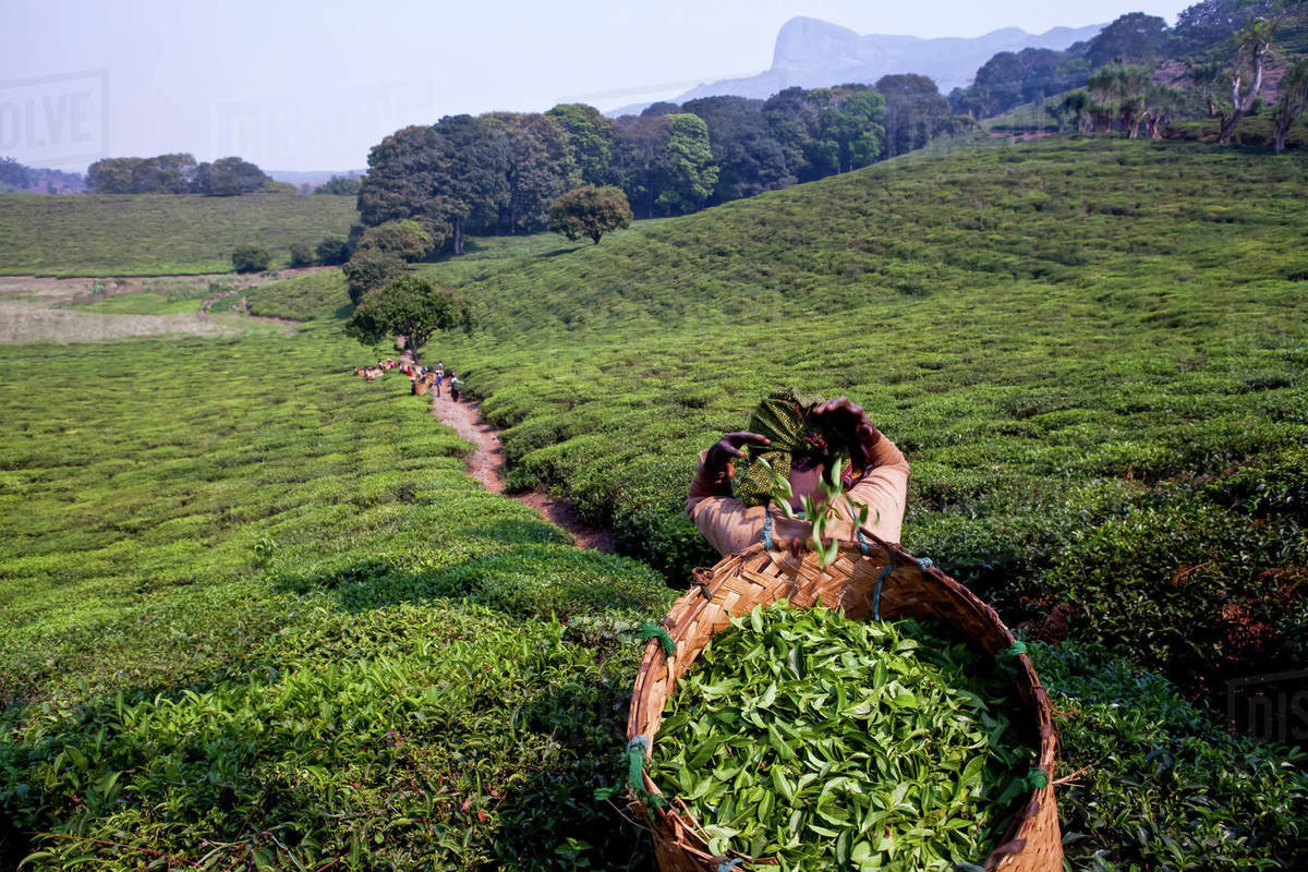 Overview of a tea plantation in Malawi - Royalty-free Stock Photo ...