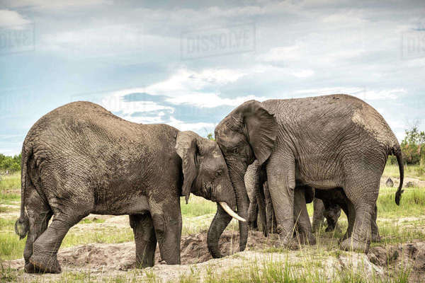 Elephants sharing a moment together in Bela Bela, Limpopo - Royalty ...