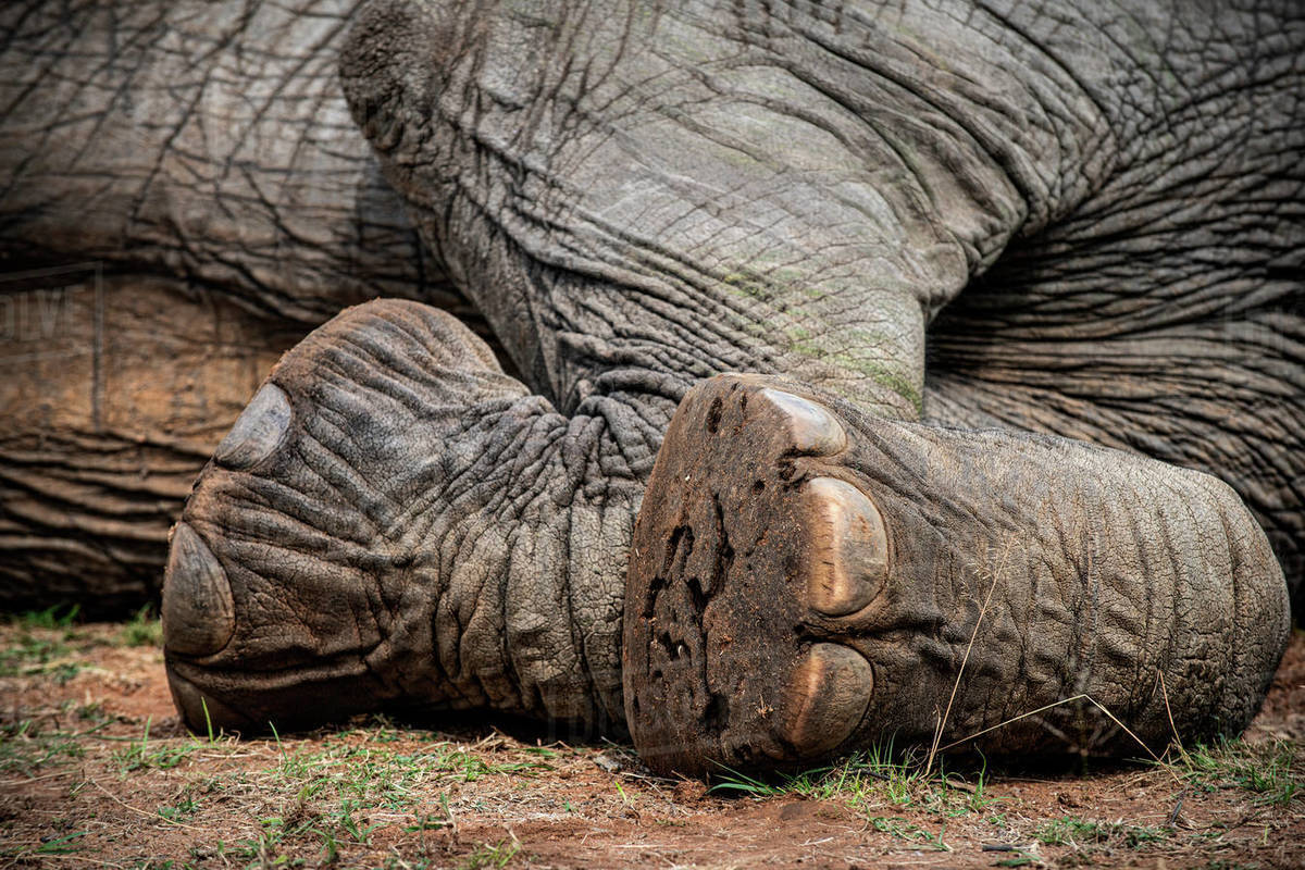 Close up an elephant's feet in Bela Bela, Limpopo - Stock Photo - Dissolve