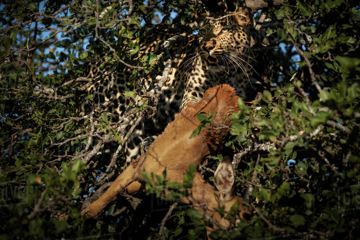 Low angle view of a leopard who has taken it's prey into the tree to ...