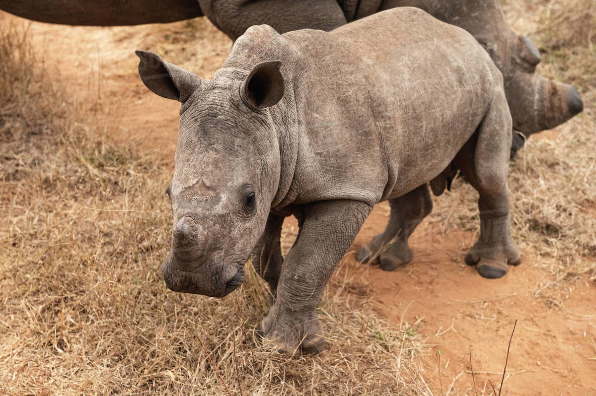 A white rhino calf seen on a game drive in the Xidulu Private Lodge ...
