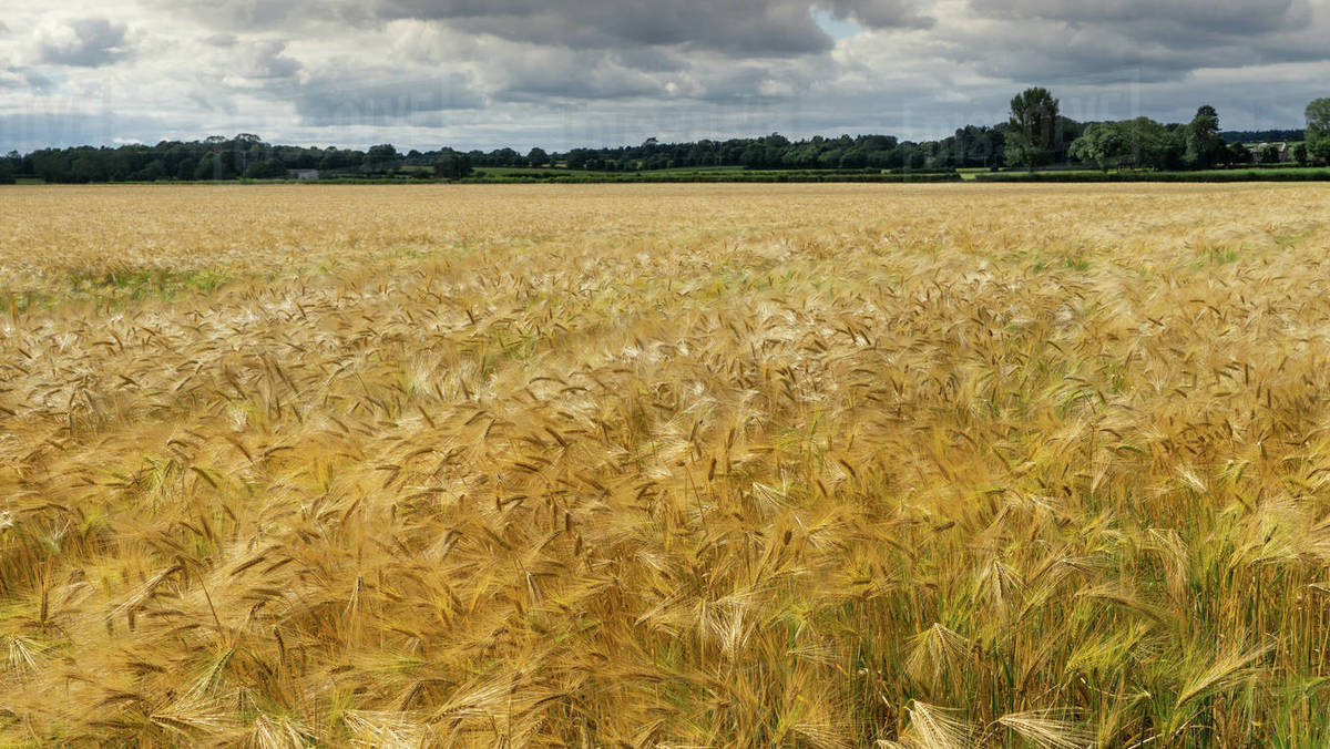 Bearded Barley nearly reaching the point of Harvest I in a field near ...