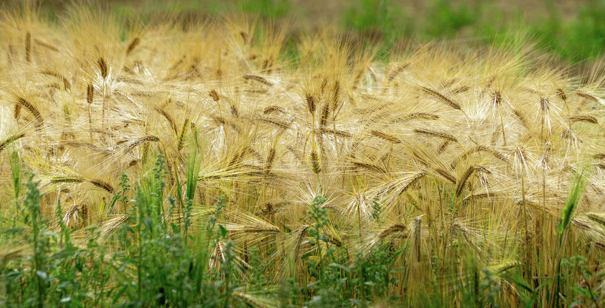 Bearded Barley nearly reaching the point of Harvest I in a field near ...