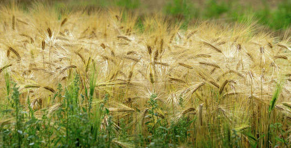 Bearded Barley nearly reaching the point of Harvest I in a field near ...