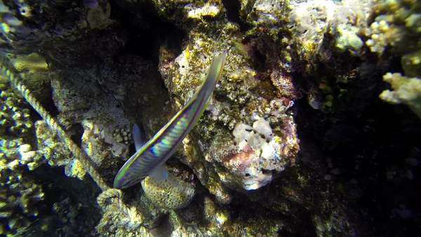 Sea and water life, people having fun, sea creatures with corals ...