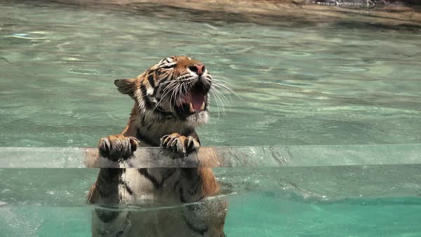 Bengal tiger diving into a water pool. - 4K Royalty-free Stock Video ...