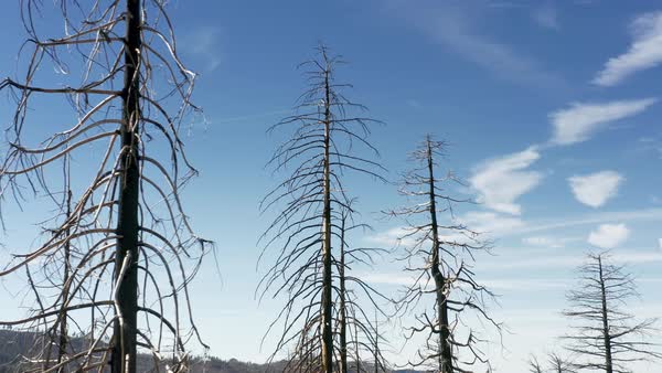 Trees with clear blue sky in the background for natural beauty motion ...