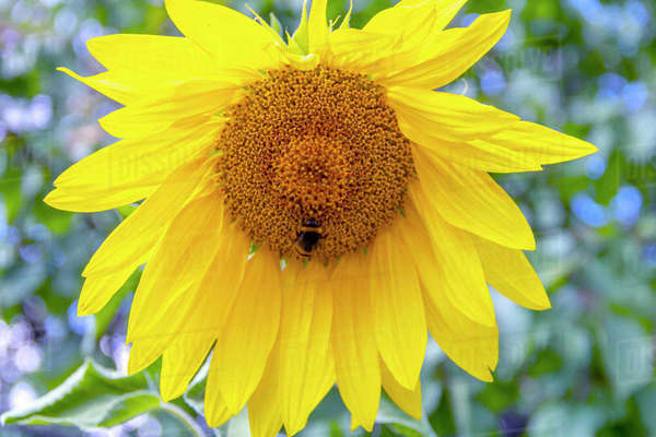 beautiful sunny blooming flower sunflower with bumblebee close up ...