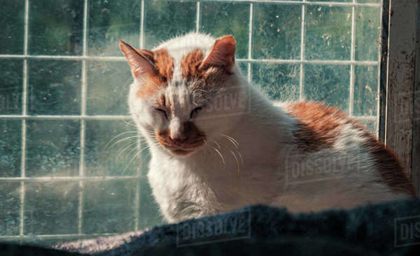 Portrait shot of homeless stray cat living in the animal shelter ...