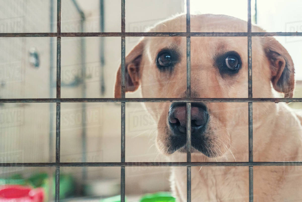 Portrait of lonely sad abandoned stray labrador behind the fence at ...