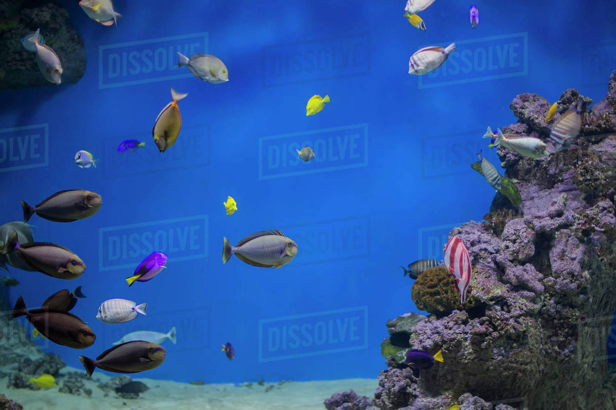 Multi-colored tropical fish on the background of reefs and corals ...