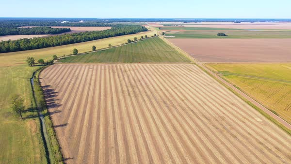 Aerial over vast cotton fields along the Mississippi River in the deep ...