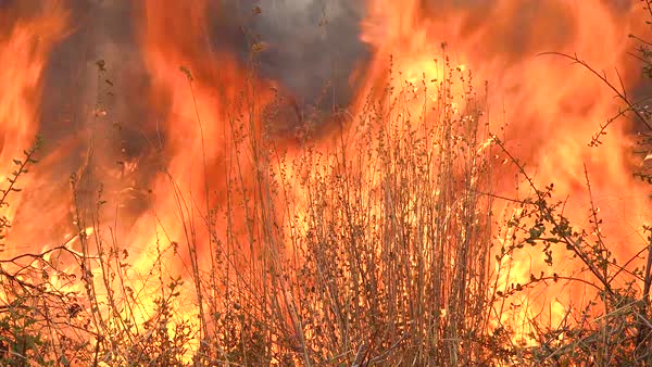 2019 - close up of a generic forest fire or brush fire burning and ...