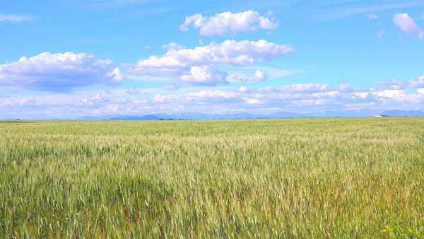 Beautiful vast open fields of waving grain. - Stock Video Footage ...