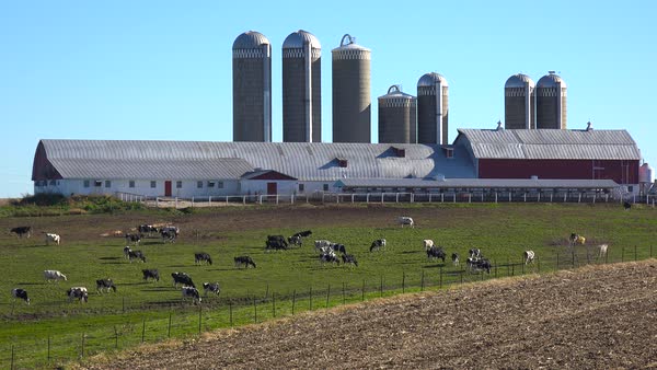 Establishing shot of a Wisconsin dairy farm as cows enter the barn ...