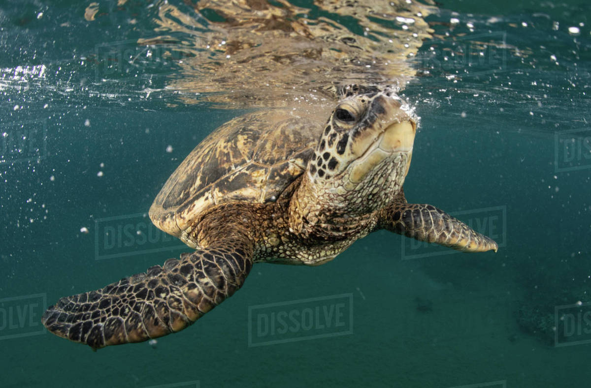 Hawaiian Green Sea Turtle cruising through clear water and over coral ...