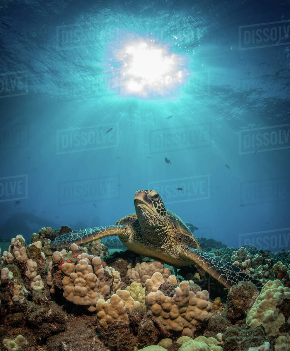 Hawaiian Green Sea Turtle cruising through clear water and over coral ...