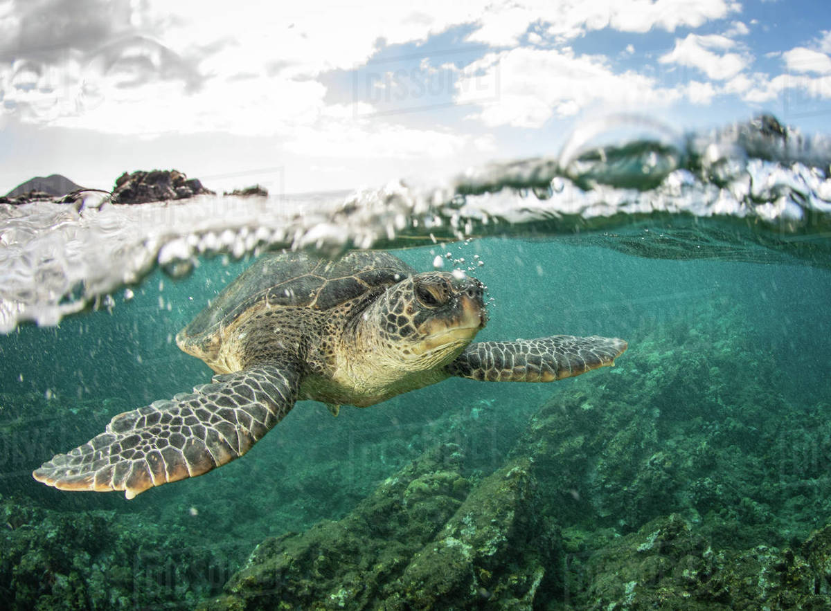 Hawaiian Green Sea Turtle cruising through clear water and over coral ...