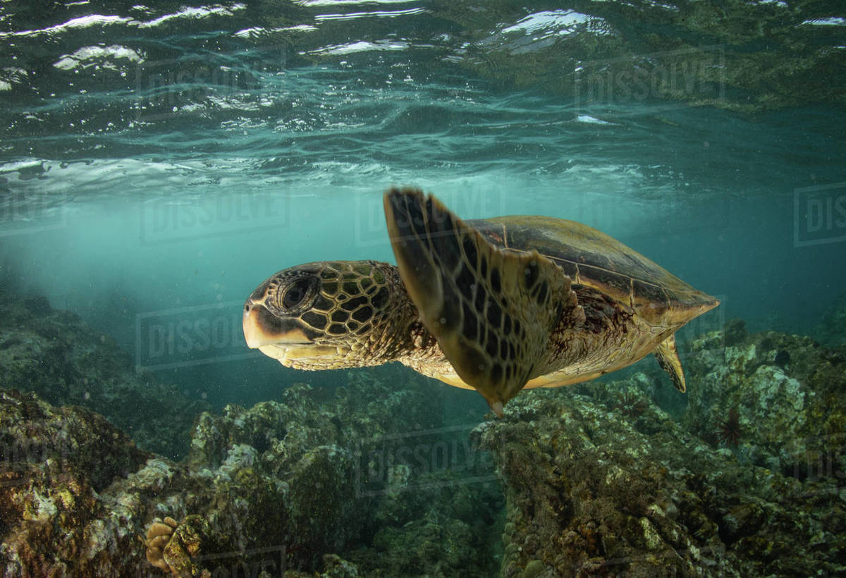 Hawaiian Green Sea Turtle cruising through clear water and over coral ...