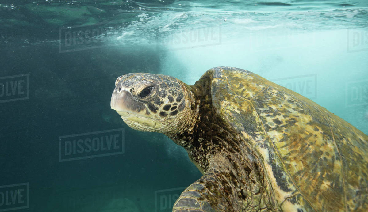 Hawaiian Green Sea Turtle cruising through clear water and over coral ...
