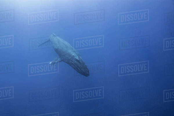 Whales swimming at the bottome of ocean in Hawaii, Maui - Royalty-free ...