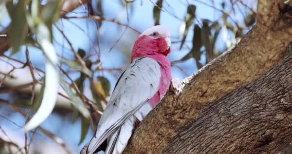 The Galah is also known as the pink and grey cockatoo. Outback ...