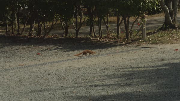 Japanese Weasel Running and Escaping Underground in a Park, Tracking ...