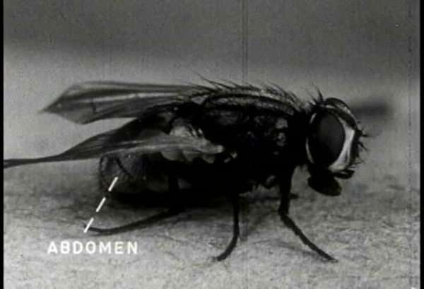 The house fly's digestive tract and its role in spreading disease in ...