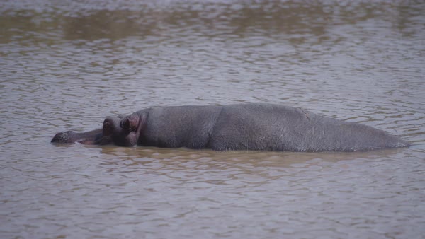 Big hippo floating on the surface of a lake. - Stock Video Footage ...