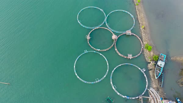 Fishing industry. Fish farming on an industrial scale. Aerial view of ...