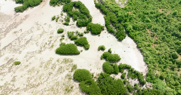 Coastline with green mangroves and forest. Mangrove landscape. Bantayan ...