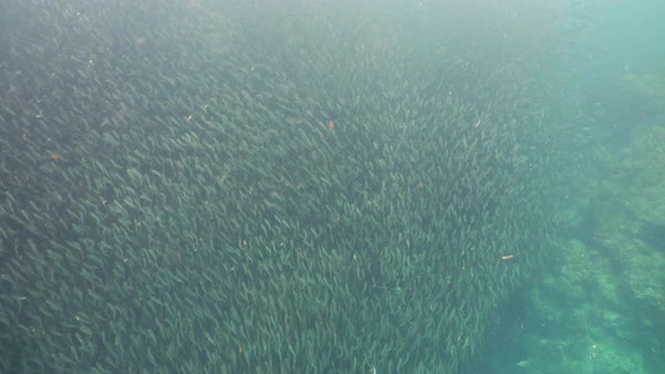 Sardines under water. Shoal sea sardines in the blue water of the ocean ...