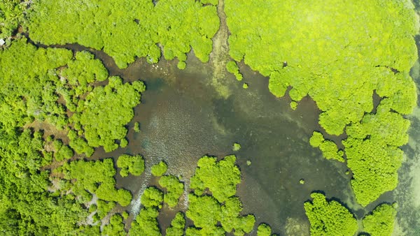 River in tropical mangrove green tree forest top view. Mangrove jungles ...
