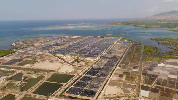 Shrimp farm, growing fish and shrimp and other seafood. Fish hatchery ...