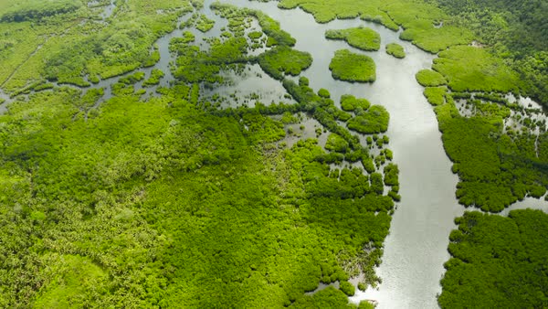 Mangrove green forests with rivers and channels on the tropical island ...