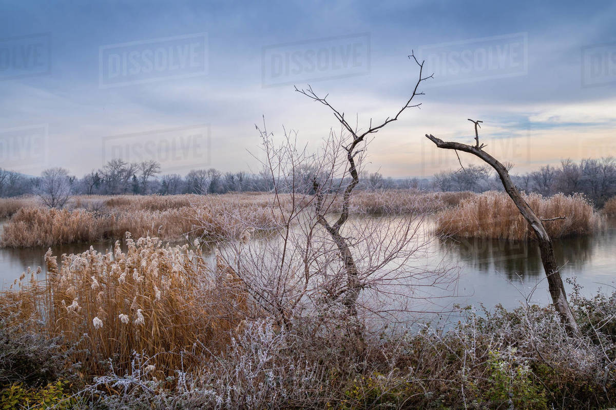 Frozen Morning In Lake - Royalty-free Stock Photo | Dissolve