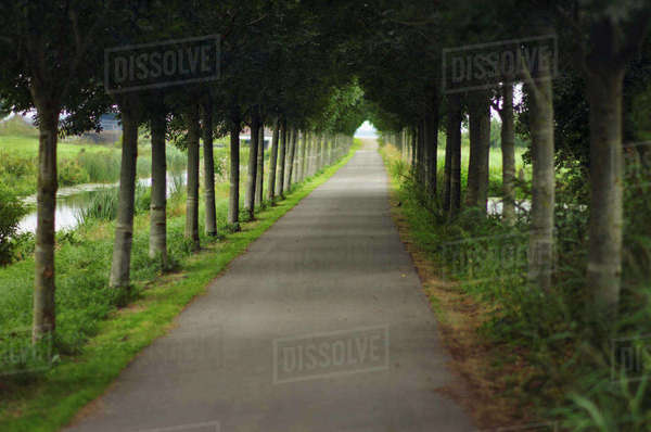 Tree alley - Stock Photo - Dissolve