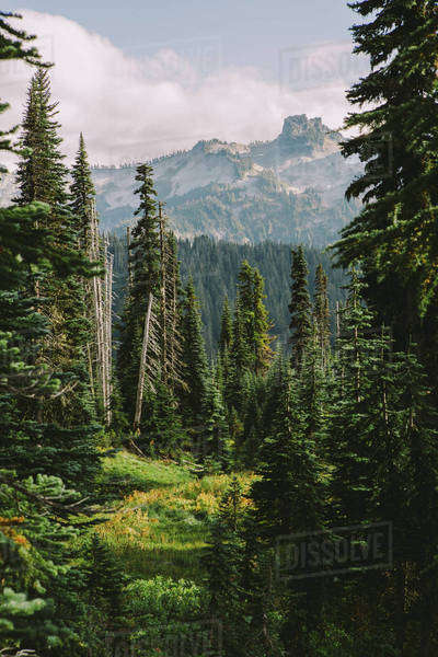 Small meadow among tall trees at base of mountain - Royalty-free Stock ...
