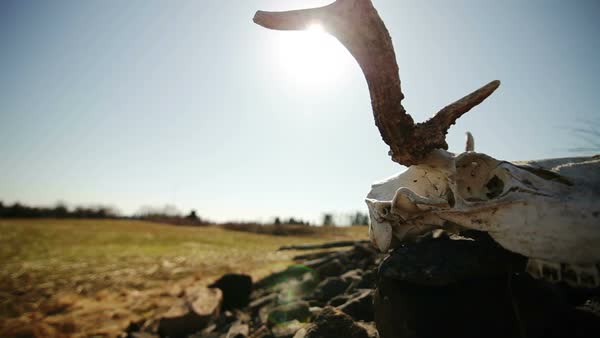 Dead moose head skull on a stack of rock in nature with sunlight ...