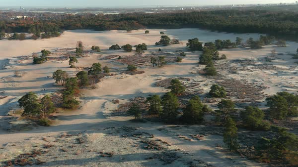 Shrubs And Green Trees At The Sand Drifts Inside Soesterduinen In ...