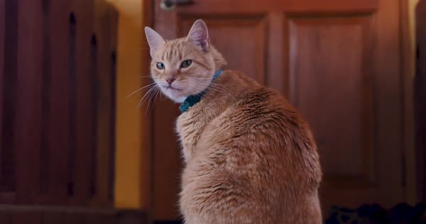 Pan up of an orange cat looking at the camera and then turning towards ...