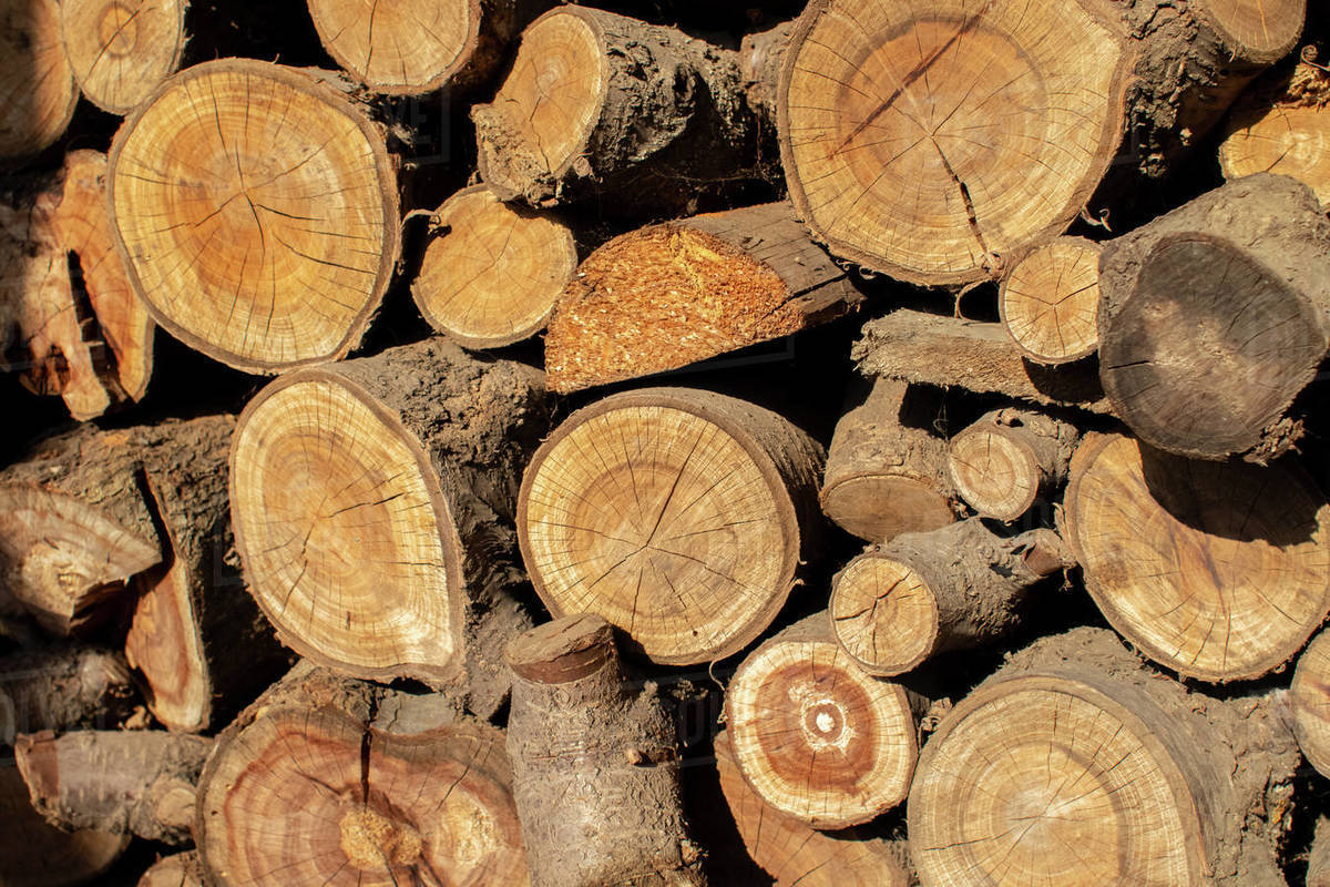 Macro photo of texture of tree stump, logging and firewood. The yellow ...