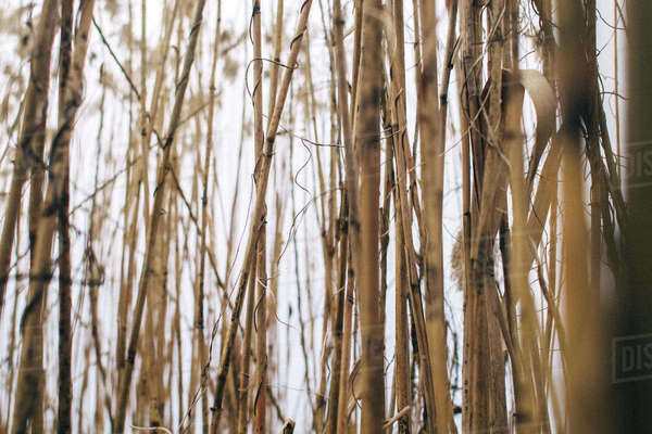 Reed texture closeup. Blurred background and reed stalks create a ...