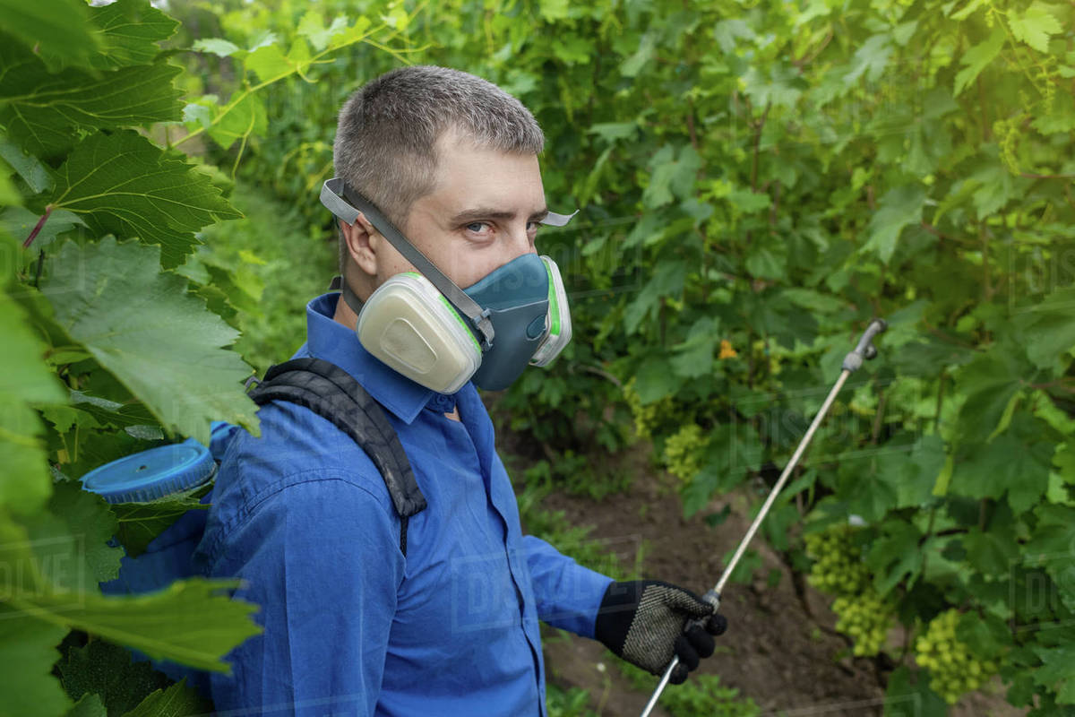 Gardener Applying Insecticide Fertilizer To His Crops. Using A Sprayer ...
