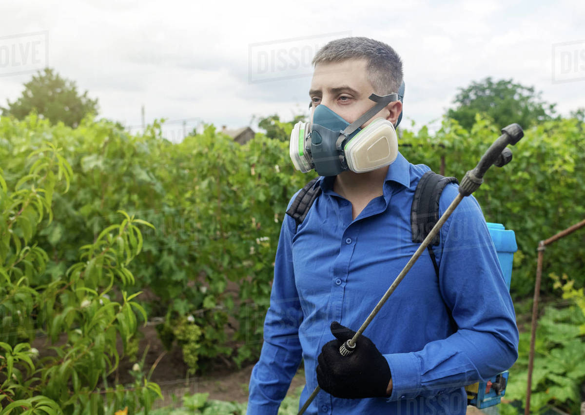 Gardener Applying Insecticide Fertilizer To His Crops. Using A Sprayer ...